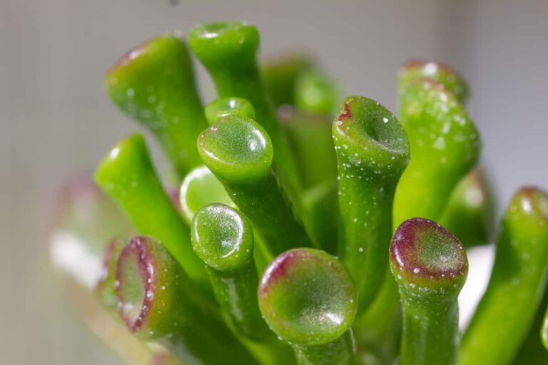 The Crassula Ovata Twins: Hobbit vs Gollum - Cactus & Succulents