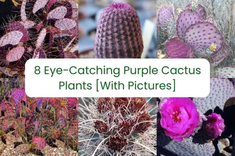 8 Eye-Catching Purple Cactus Plants (With Pictures) - Cactus & Succulents