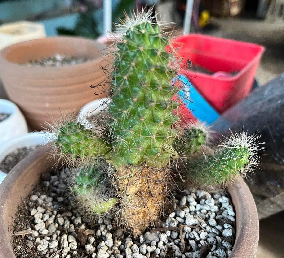Cactus Turning Brown? These 7 Shocking Reasons Will Surprise You ...
