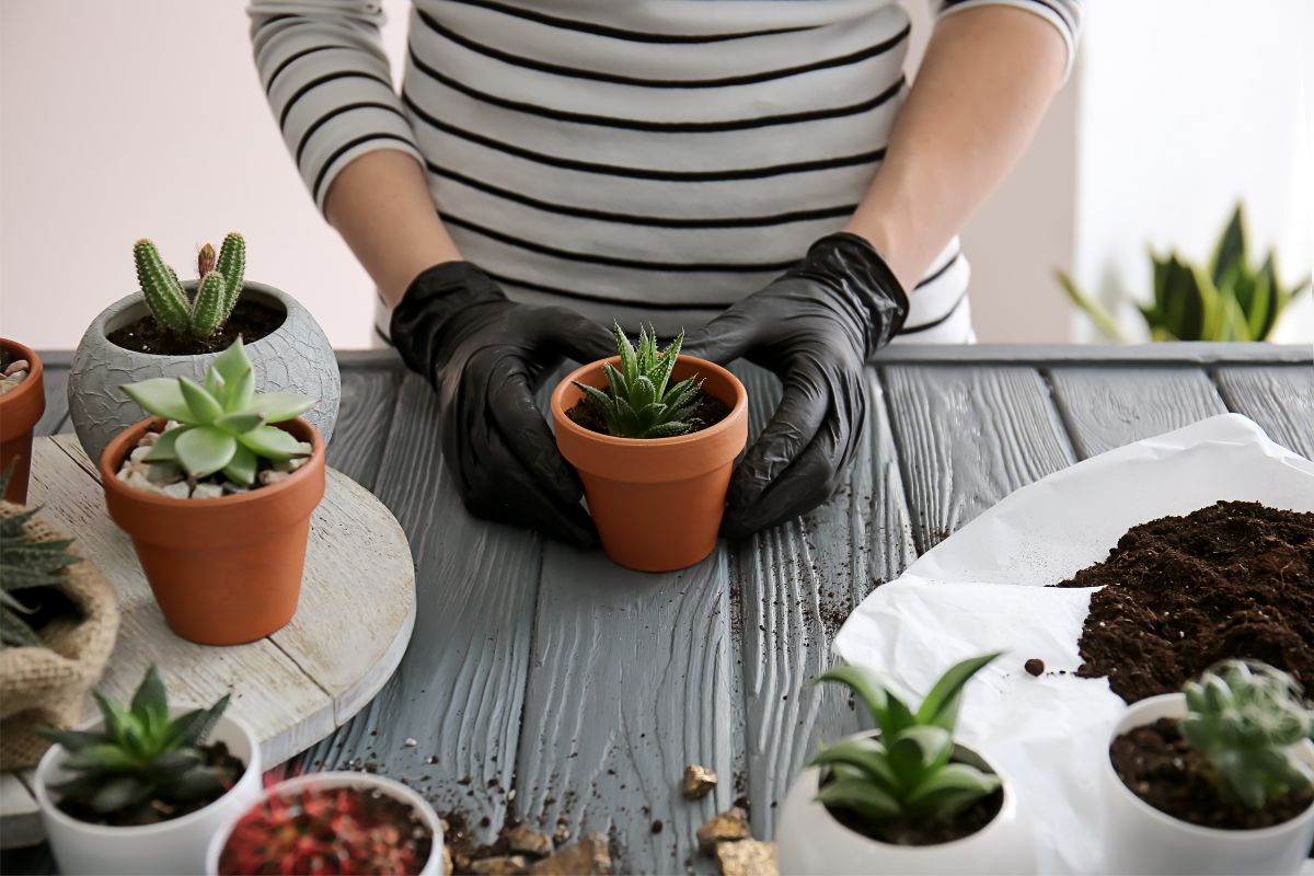 Replanting Succulents: The Simple Trick for Explosive New Growth ...