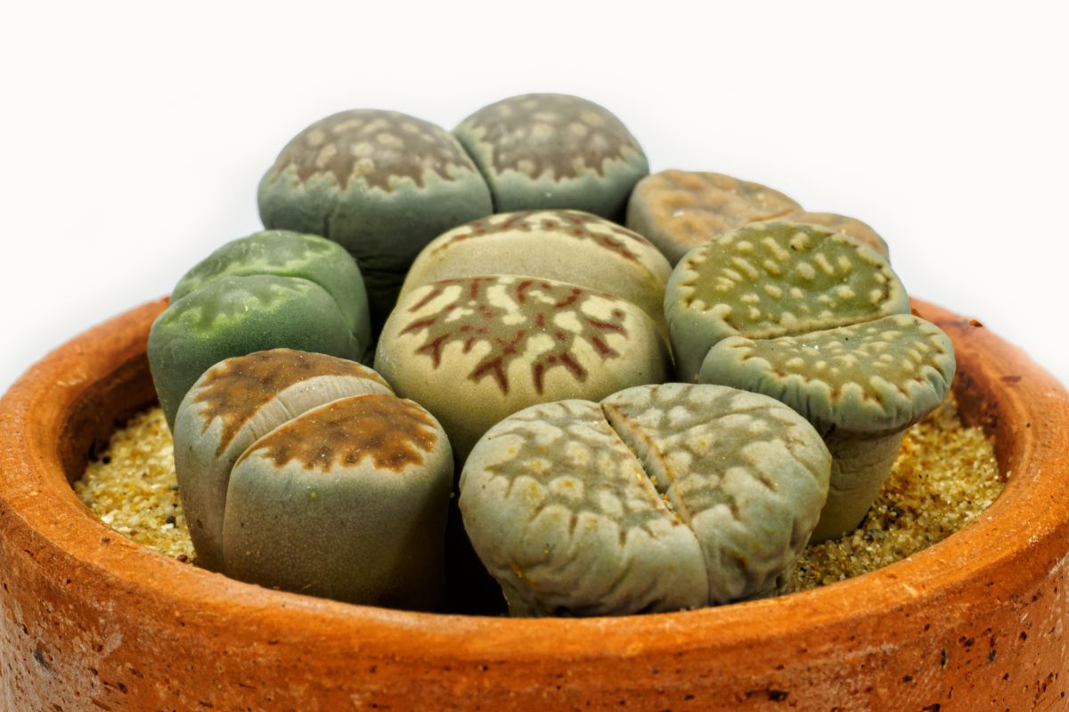 Lithops Shriveling? Cut the Fluff and Fix It with These Tactics ...