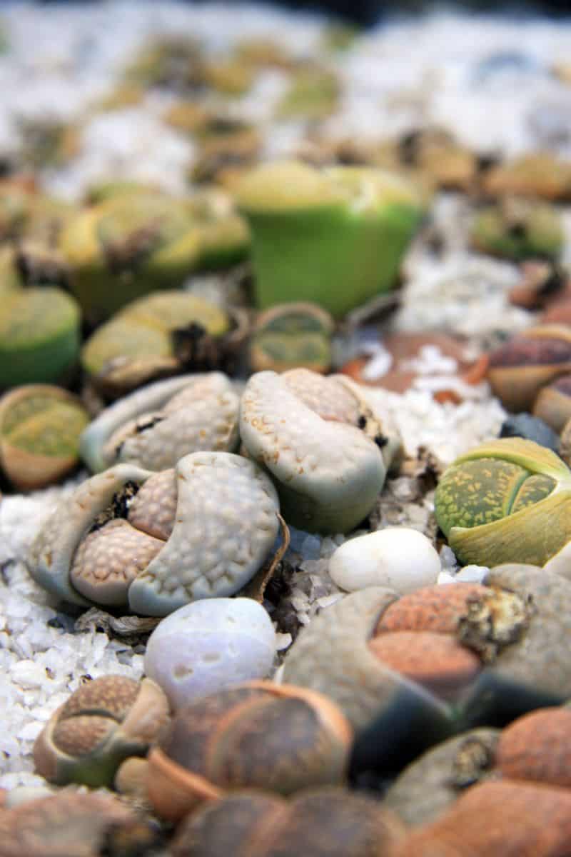 Understanding Lithops Splitting: A Natural Part of Their Growth Cycle - Cactus & Succulents