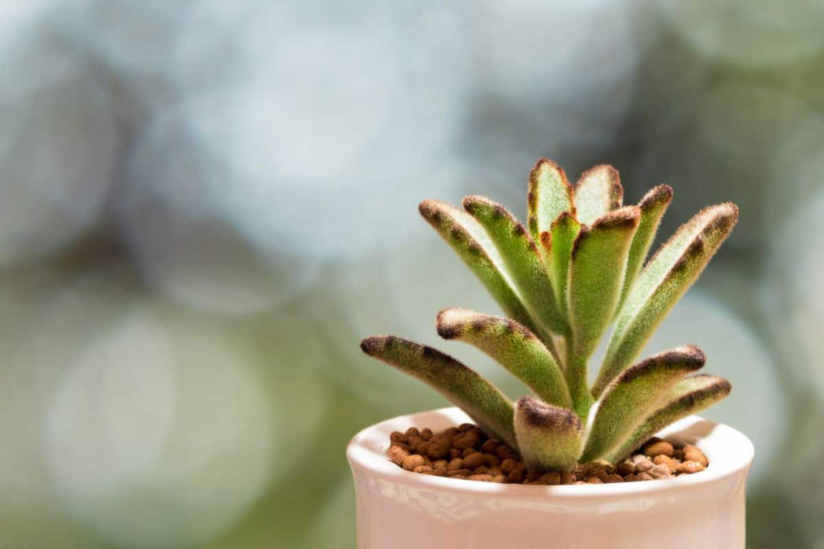 Panda Plant Propagation Techniques That Work - Cactus & Succulents
