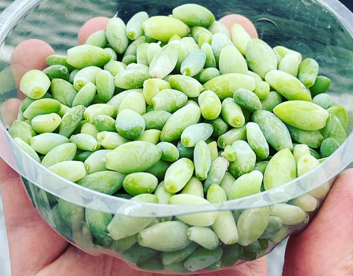 Effortless Burro's Tail Propagation: A Proven Method - Cactus & Succulents