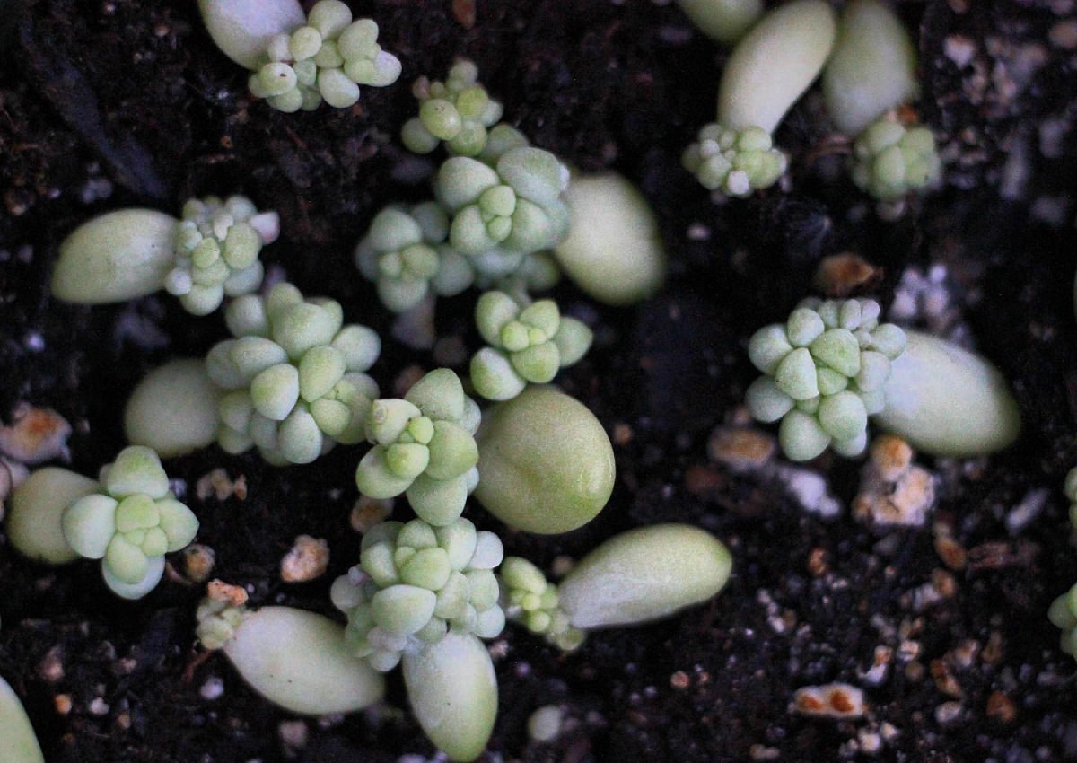 Effortless Burro's Tail Propagation: A Proven Method - Cactus & Succulents