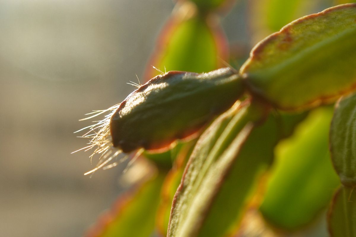 Yellow Christmas Cactus Leaves? Fix It With These Tips - Cactus ...
