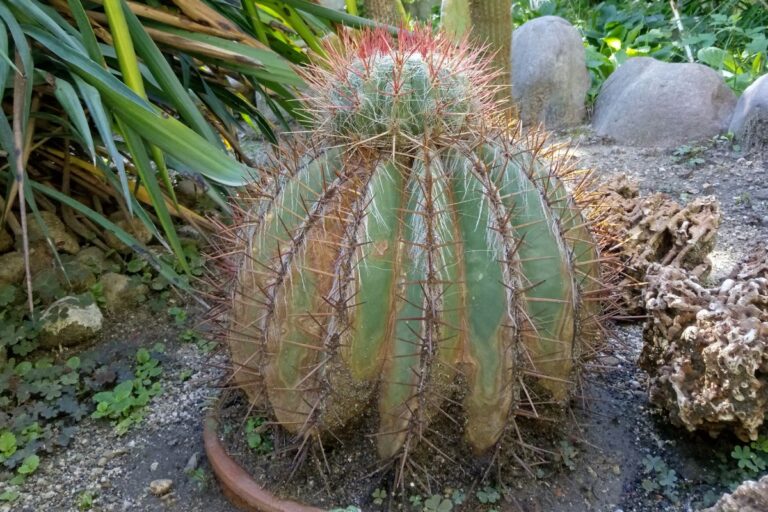 Kill Cacti Quickly: Powerful Natural and Manmade Solutions - Cactus ...