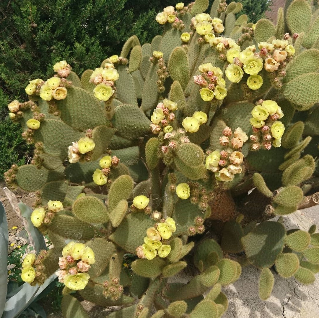 Opuntia scheeri: The Prickly Pear's Underrated Desert Cousin - Cactus ...