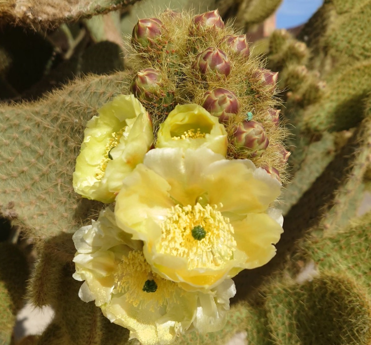 Opuntia scheeri: The Prickly Pear's Underrated Desert Cousin - Cactus ...