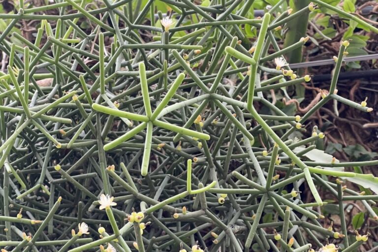 Rhipsalis Varieties: Identification and Care Tips - Cactus & Succulents