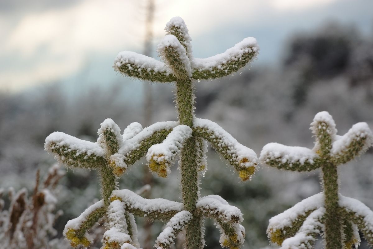 How to Revive a Cactus from the Brink of Disaster - Cactus & Succulents