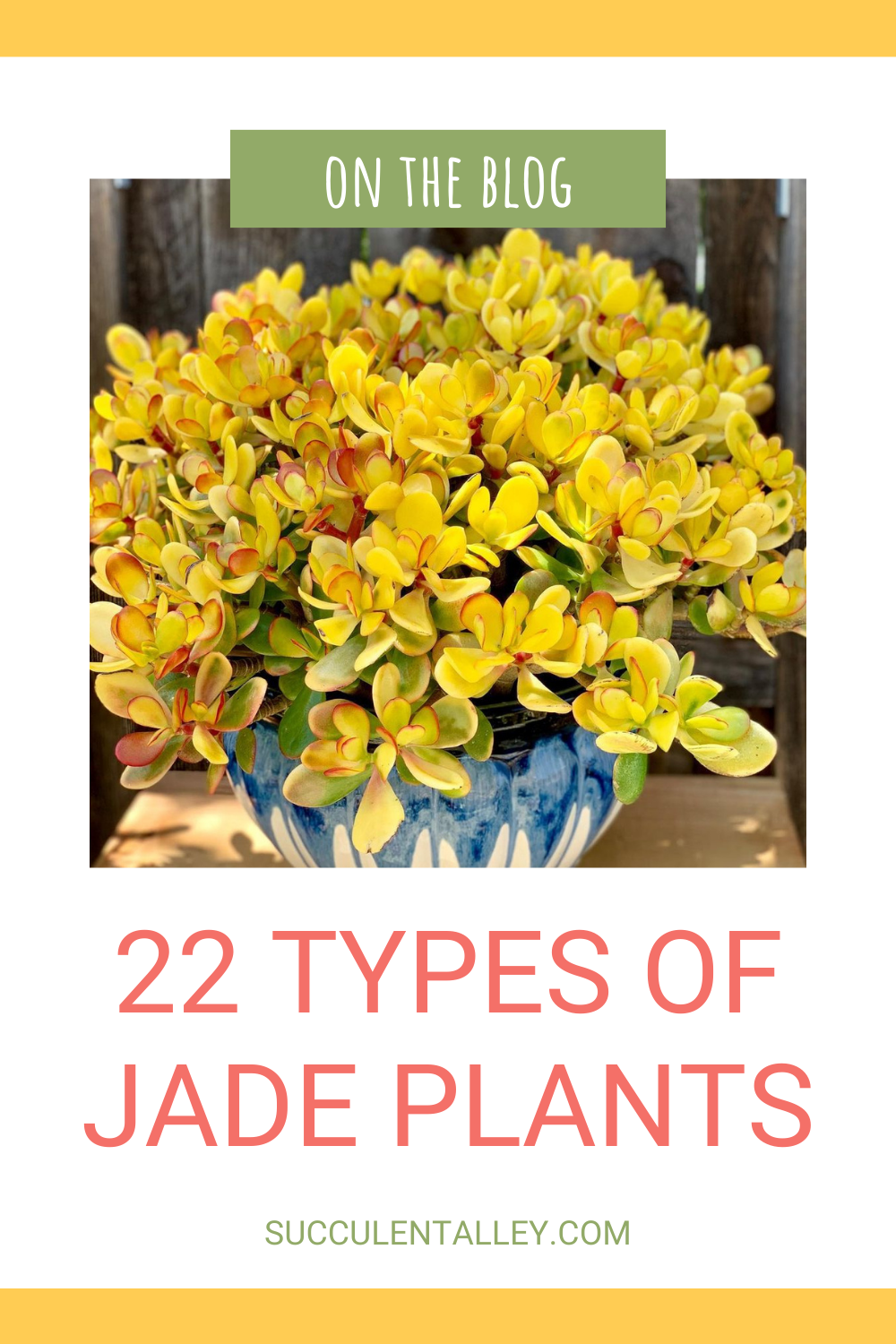 These 22 Exotic Jade Plants Will Transform Your Space - Cactus & Succulents