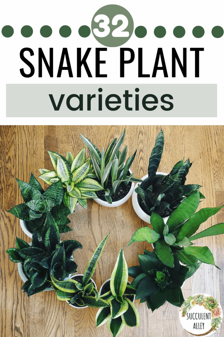 32 Types of Snake Plants: Sansevieria Varieties Identification - Cactus ...