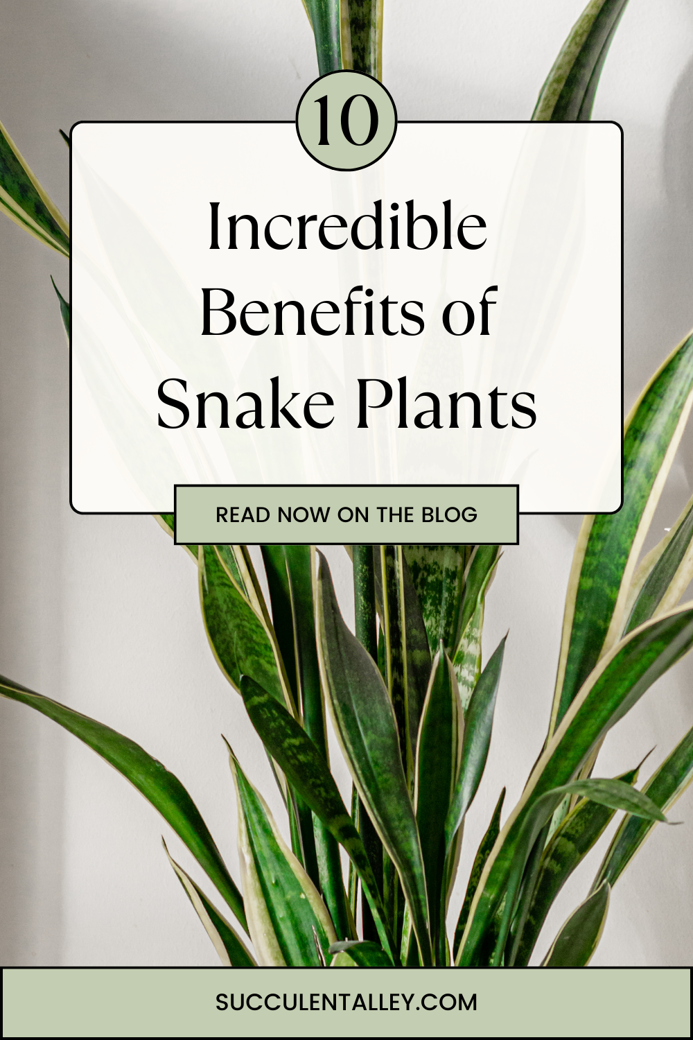 10 Incredible Snake Plant Benefits Proven by Science - Cactus & Succulents