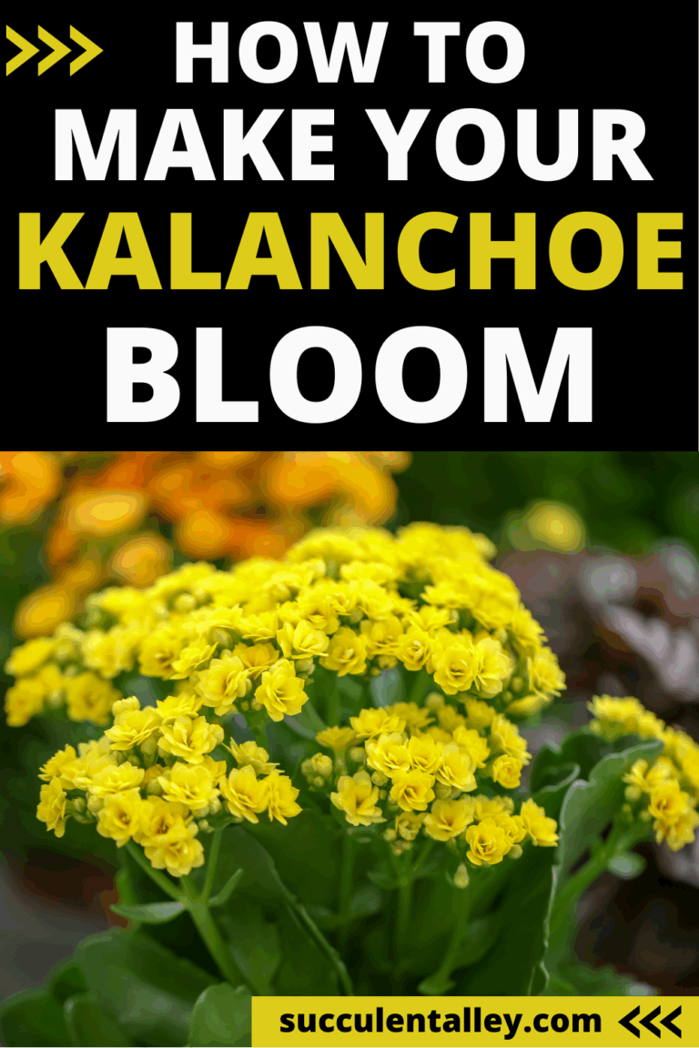 Kalanchoe Reblooming Hacks: Bring Life to Your Succulents - Cactus & Succulents