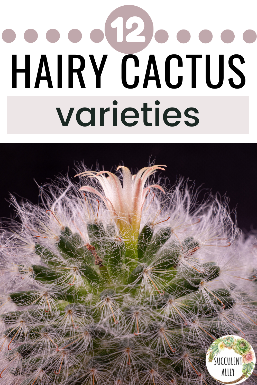 12 Hairy Cactus Species That Will Make You Do a Double Take - Cactus ...