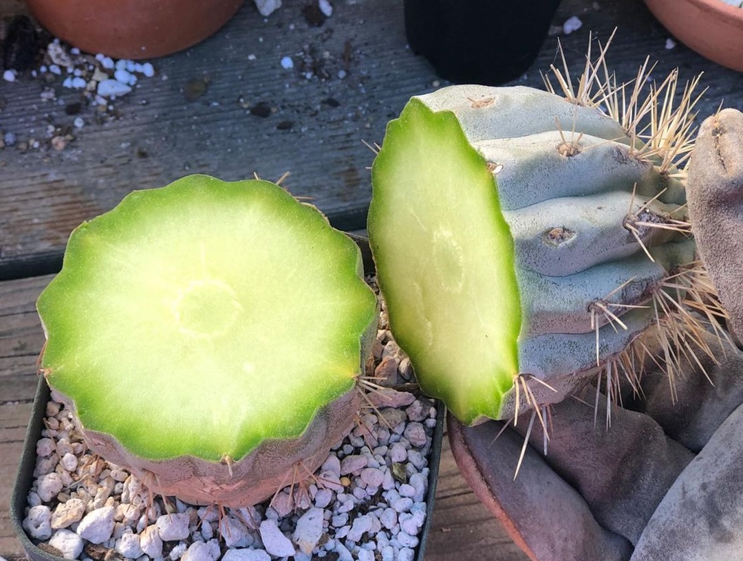 Cactus Trimming 101: Tips and Techniques - Cactus & Succulents
