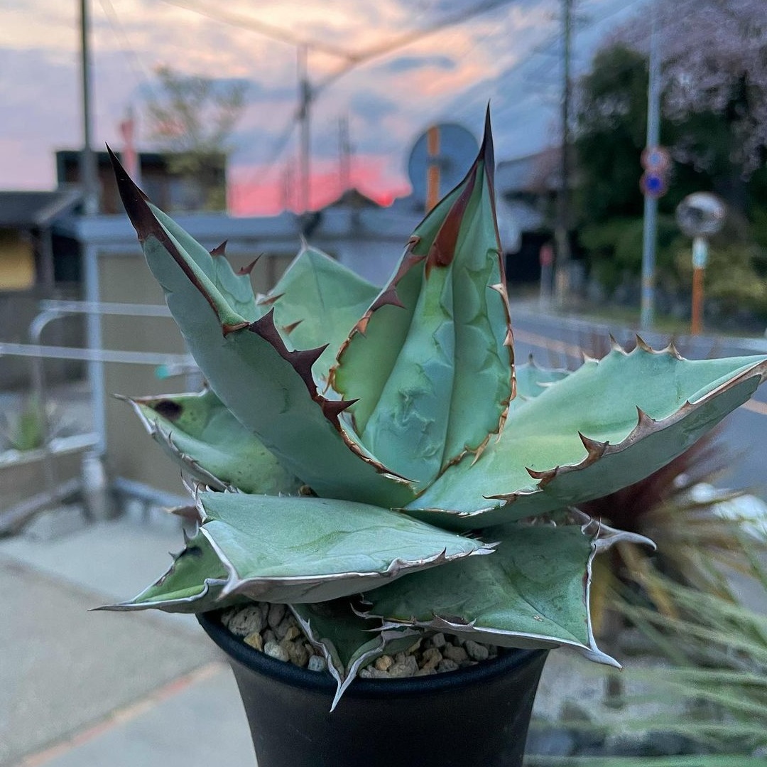 Agave titanota 'White Ice' - The Frosty Beauty Your Garden Needs ...