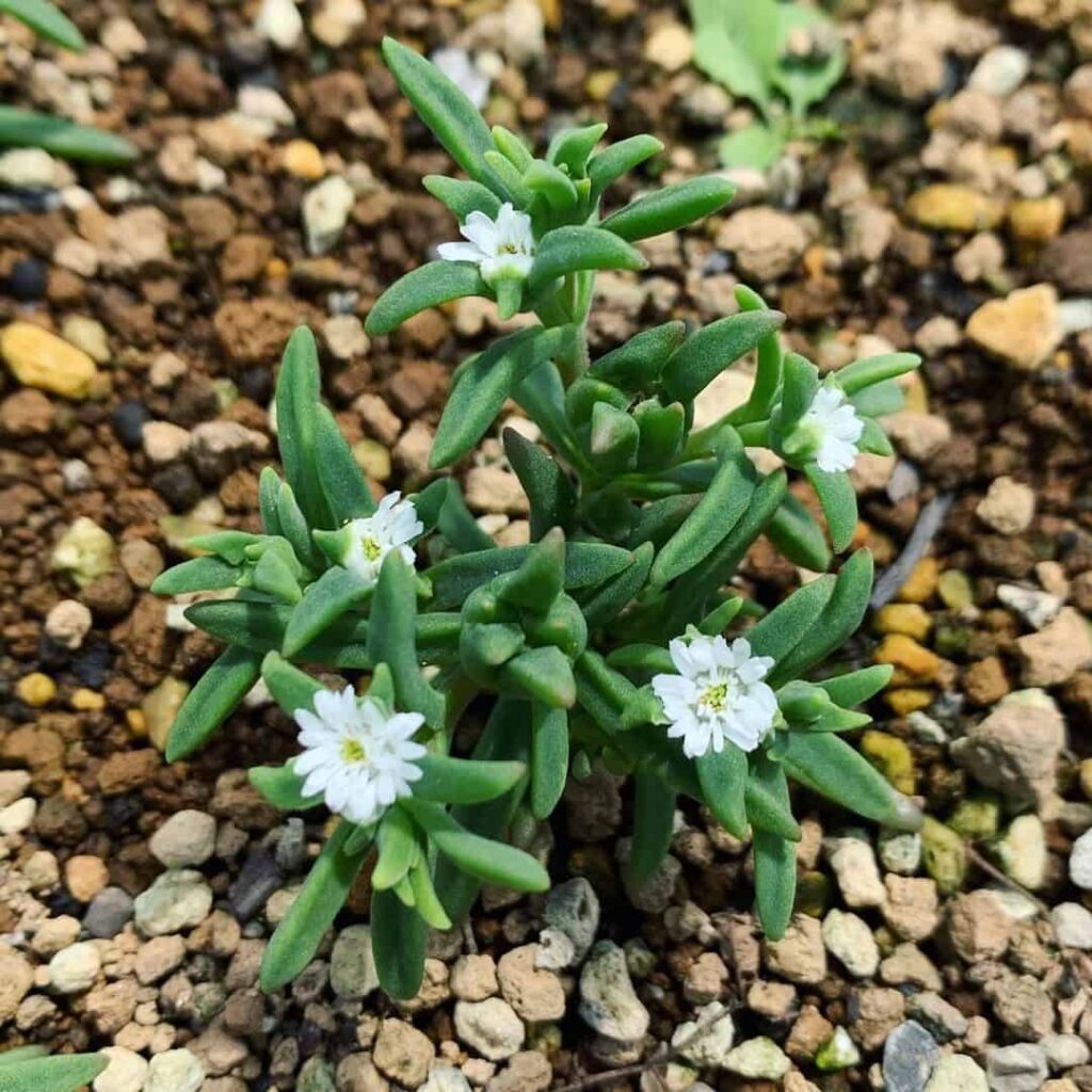 Delosperma napiforme: Characteristics and Care - Cactus & Succulents