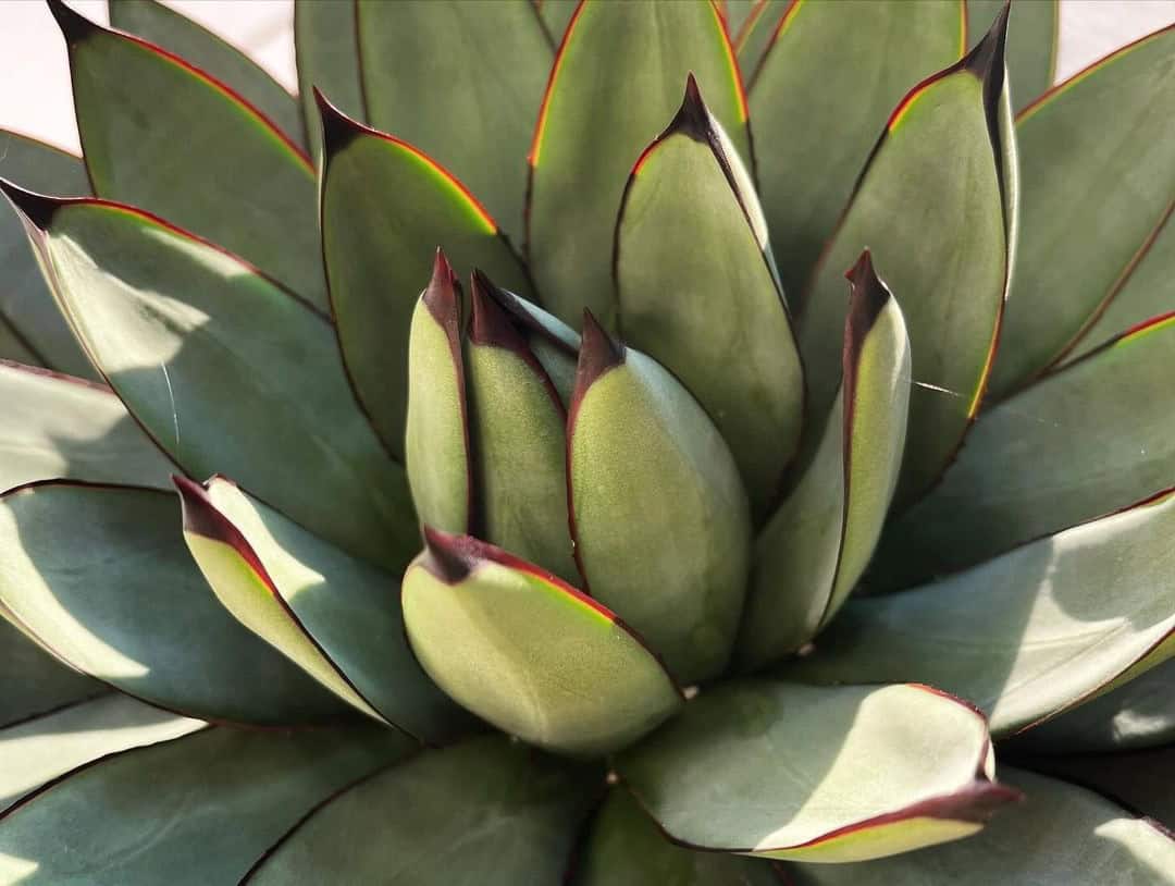 From Tissue to Splendor: The Making of the Agave Blue Emperor - Cactus ...