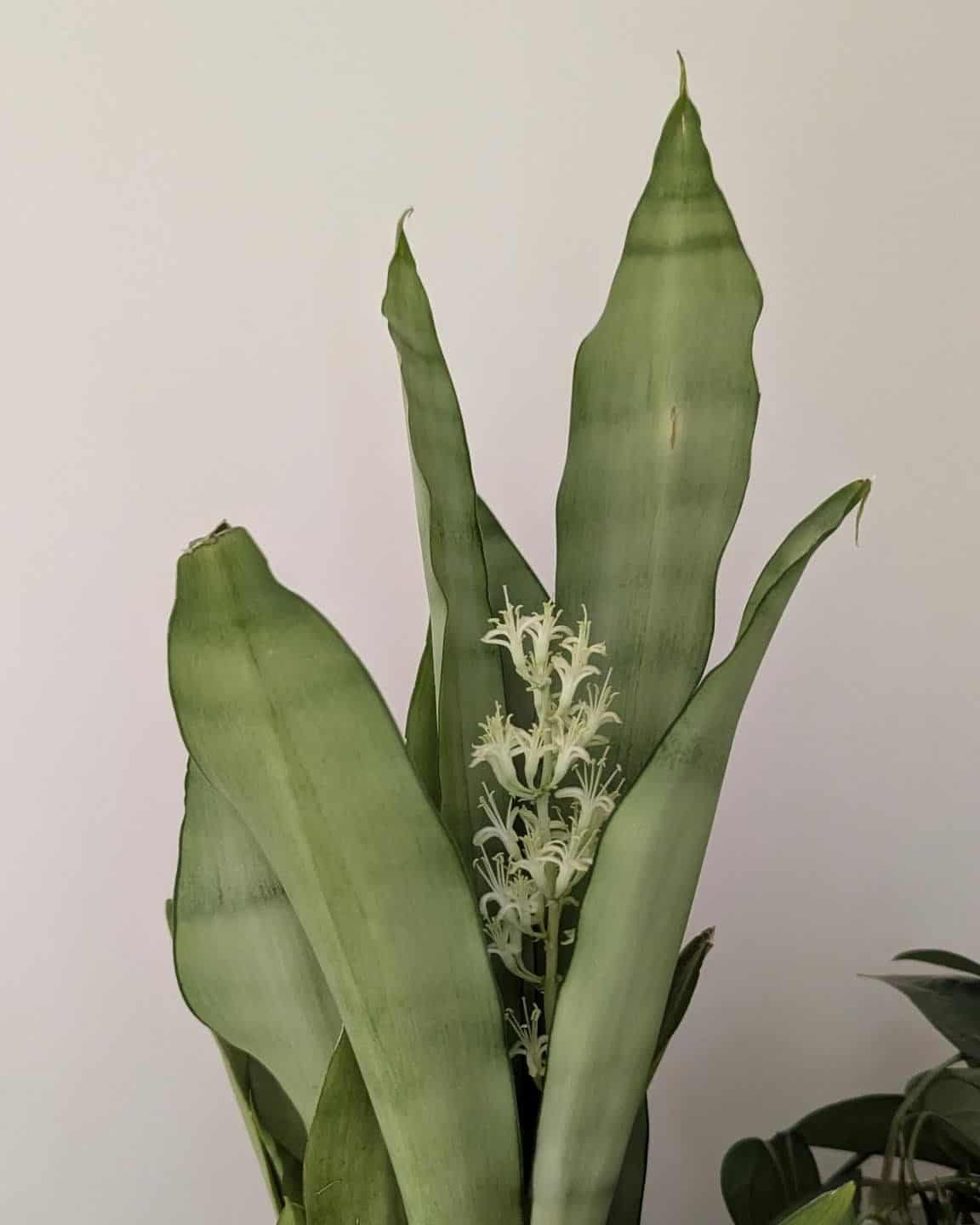 How to Make a Snake Plant Bloom (Rare Phenomenon) - Cactus & Succulents